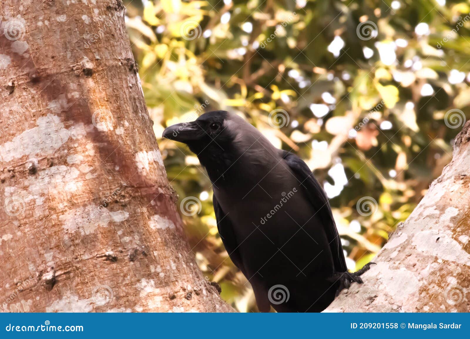 Crow sitting in the tree stock photo. Image of daylight - 209201558