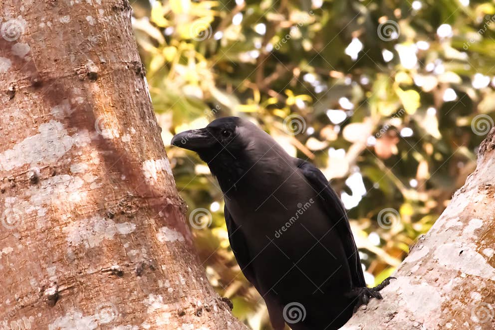 Crow sitting in the tree stock photo. Image of daylight - 209201558