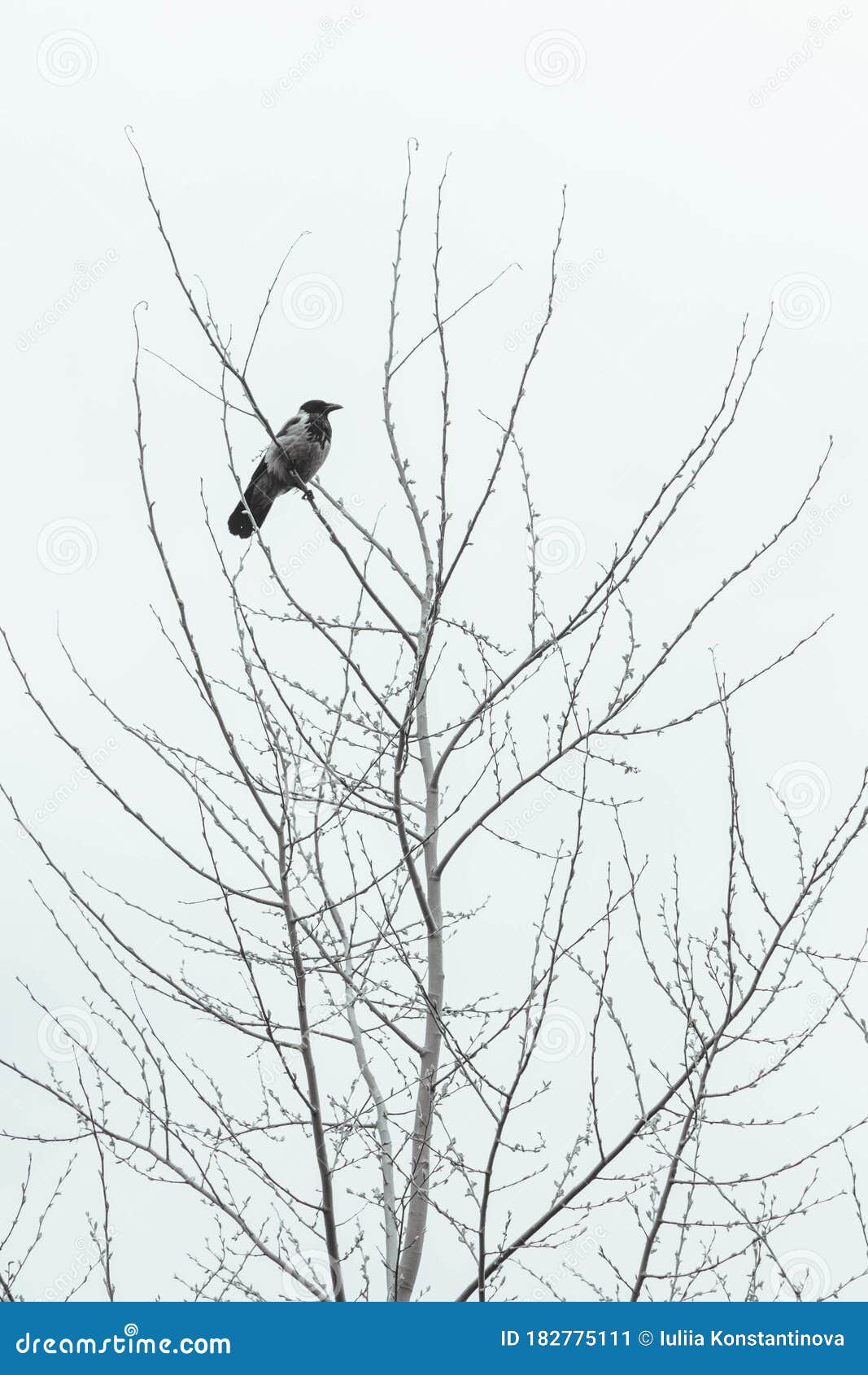 Crow Sitting on the Tree in the Overcast Day. Vertical Photo. Stock ...