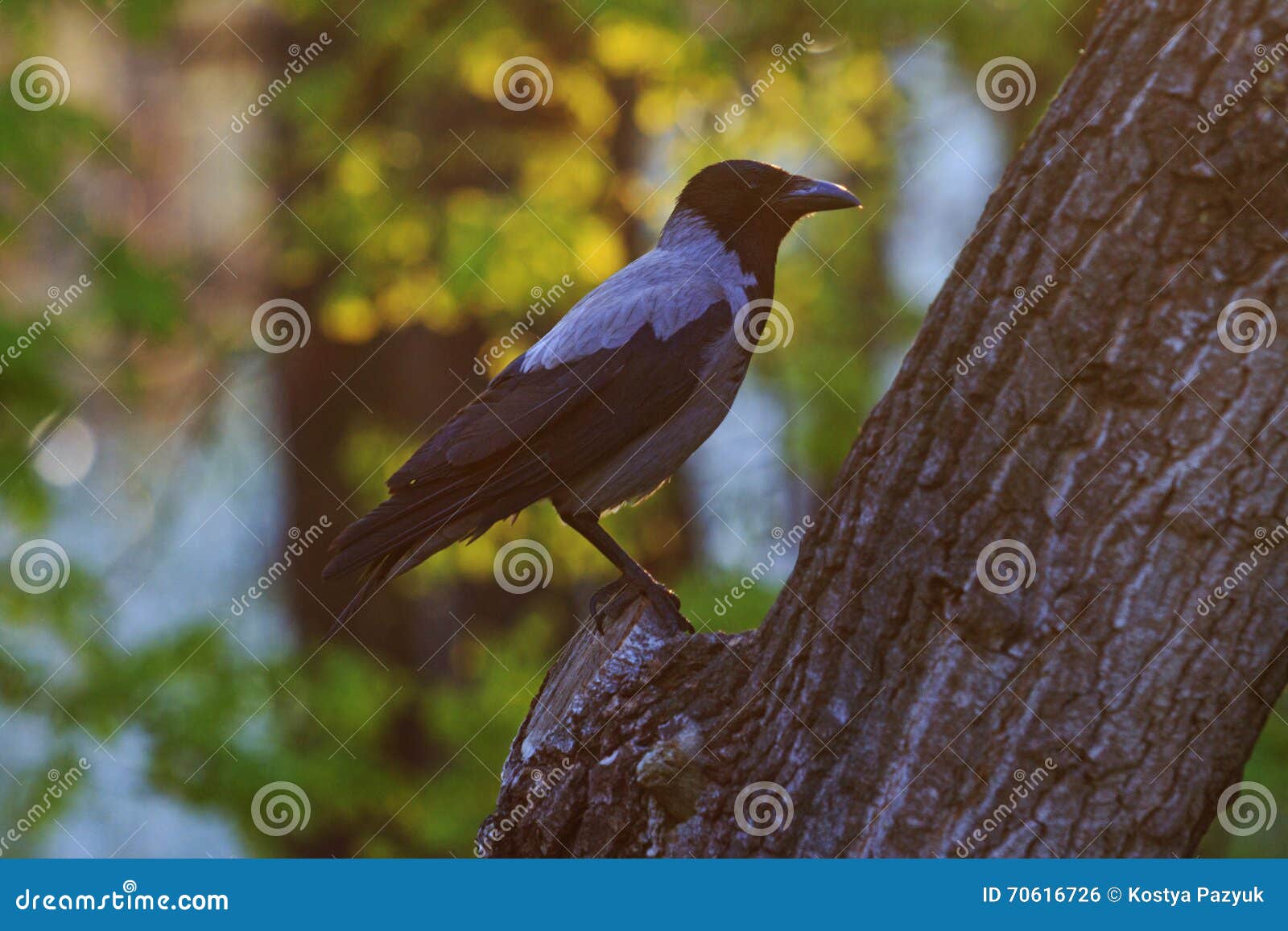 Crow sitting in a tree stock photo. Image of green, barnim - 70616726