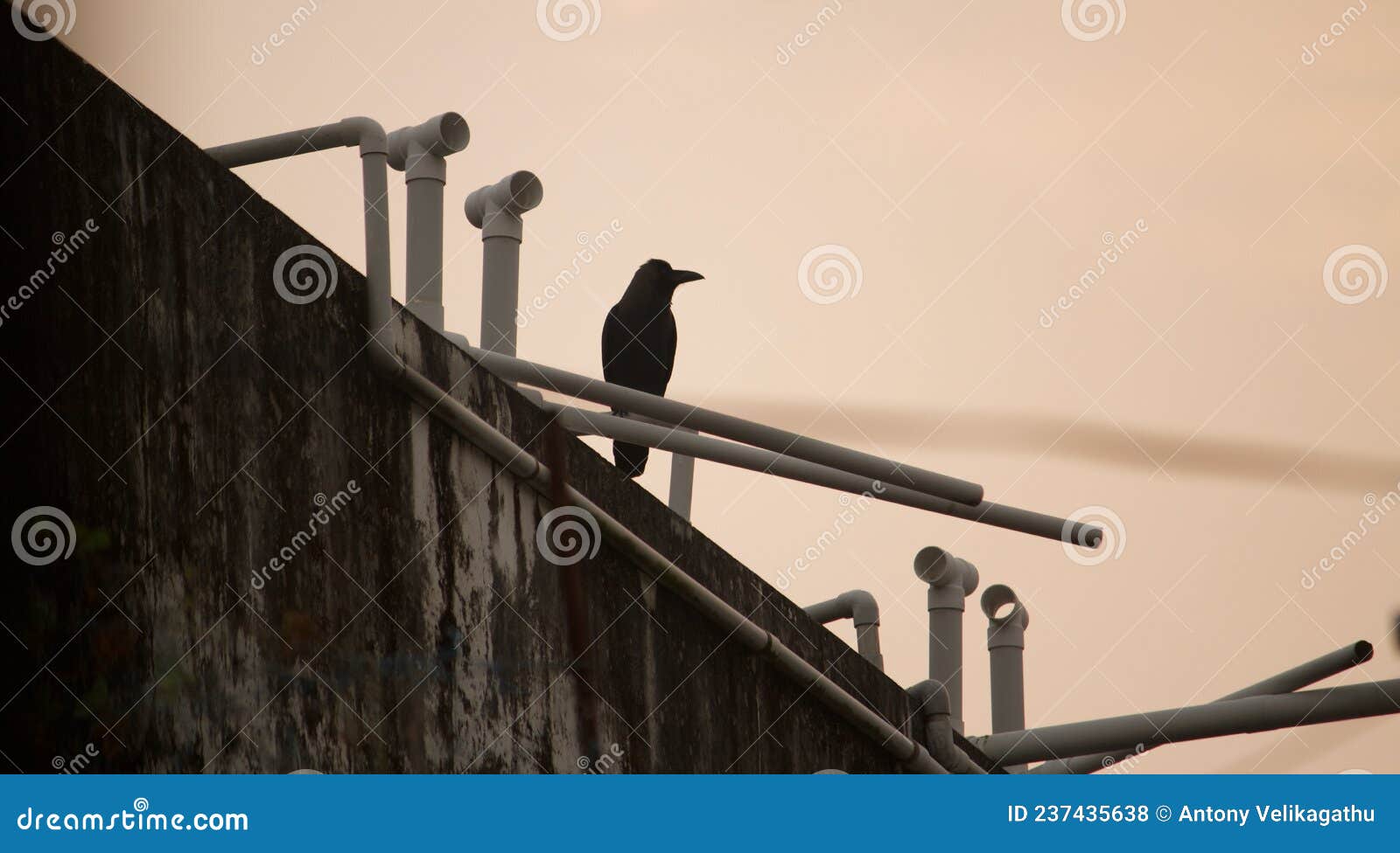 Crow Sitting on the Water Pipe Stock Photo - Image of feathering ...
