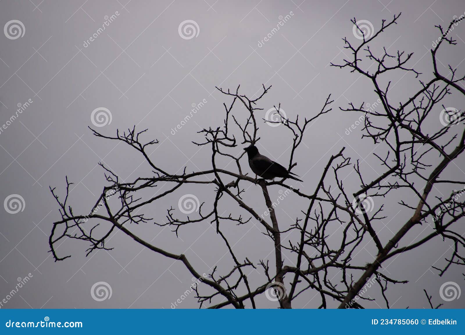 A Crow is Sitting on the Withered Branches of a Tree. Stock Photo ...