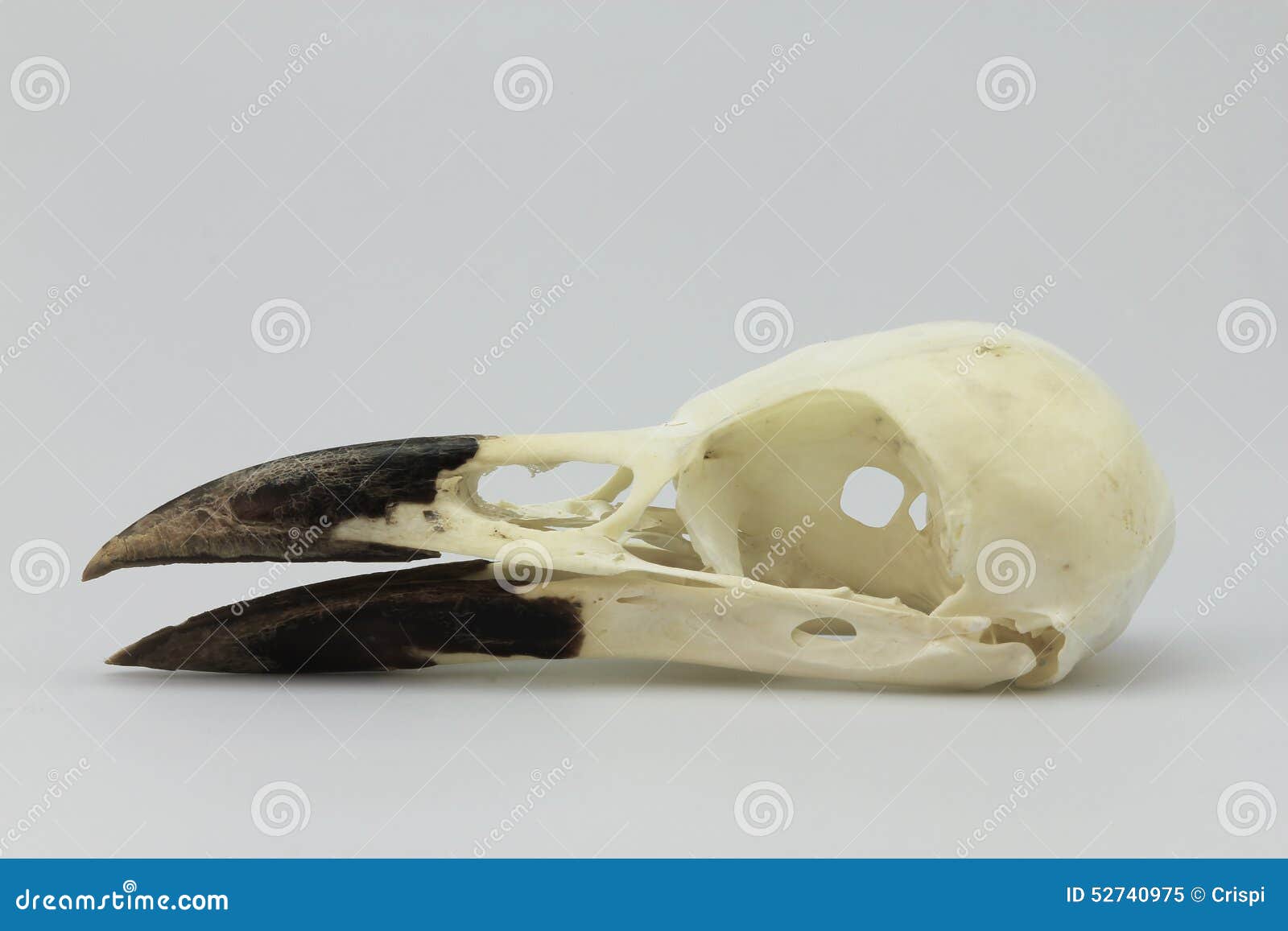 Crow skull stock image. Image of crow, brain, bone, death - 52740975