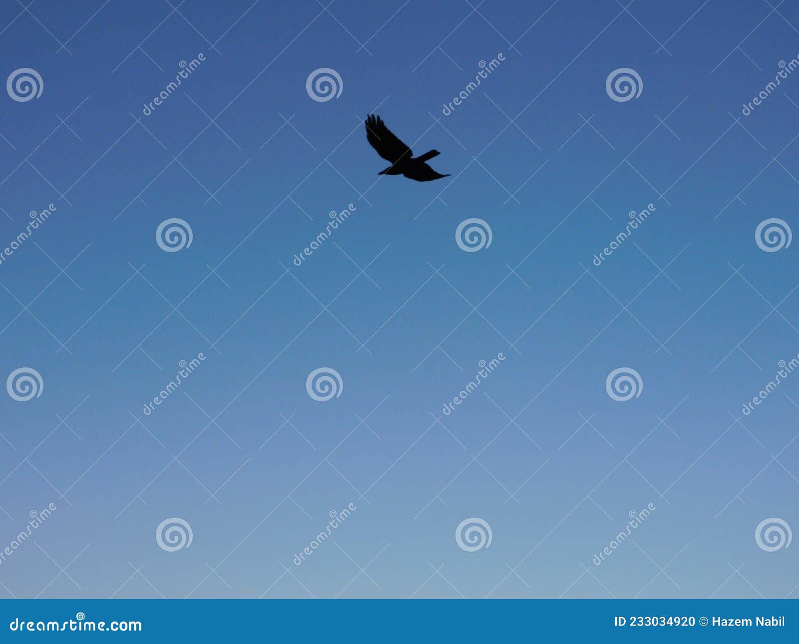 A Crow in the Sky Wings Spreaded Stock Photo - Image of aircraft ...