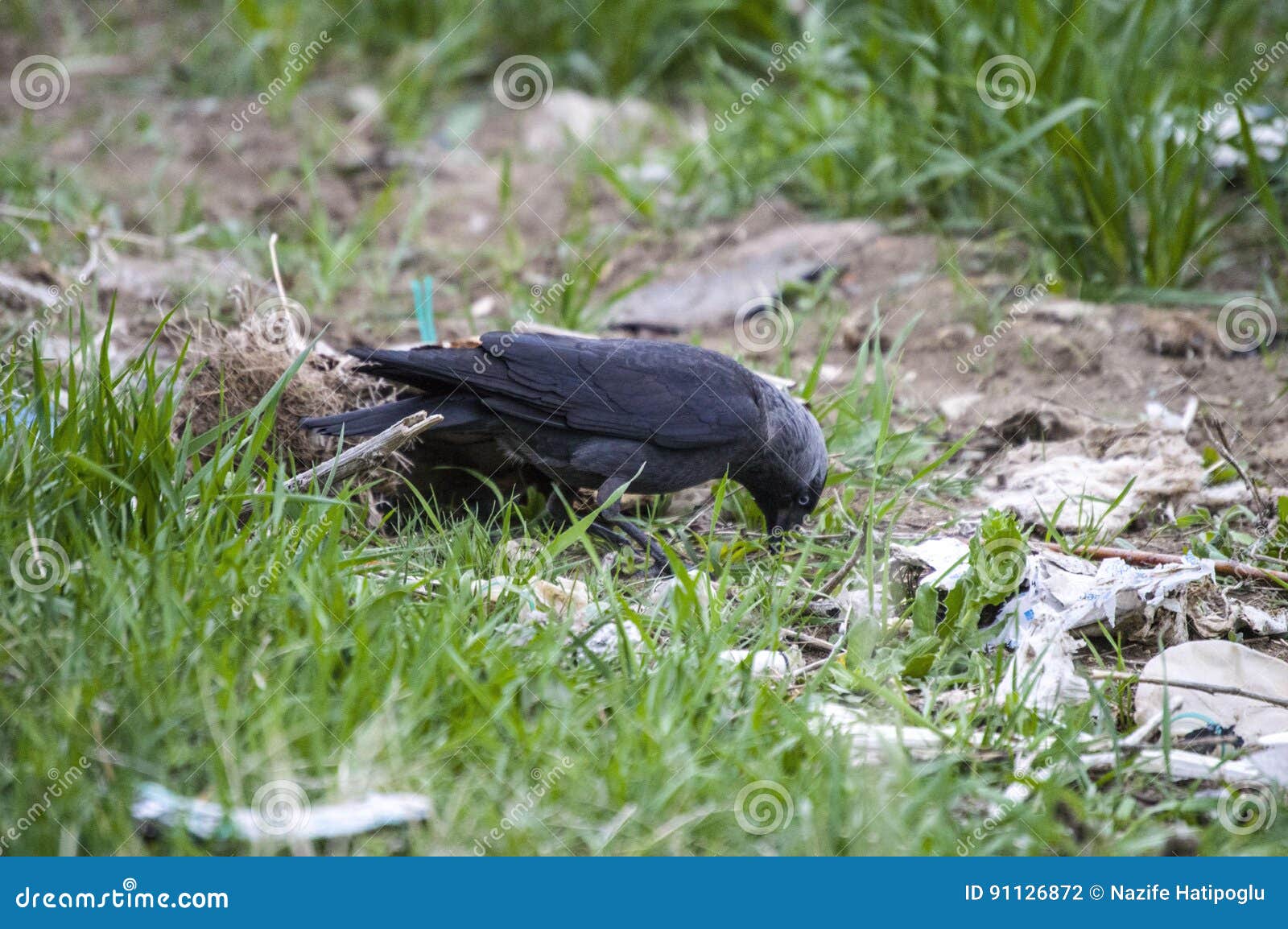 Crow, Smart Crow Looking for Bait, Intelligent Bird-type Crow, Cute ...