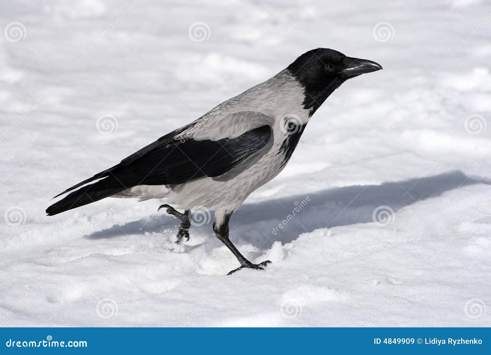 Crow on a snow stock image. Image of white, winter, crow - 4849909