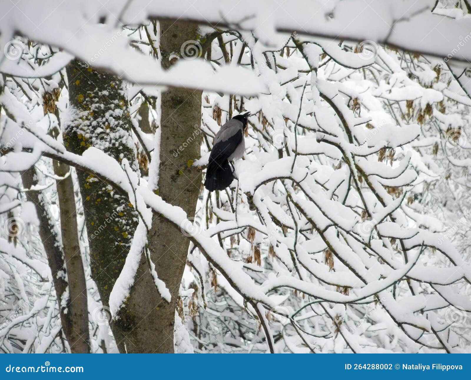 Crow on Snow Covered Branches Stock Photo - Image of forest, sitting ...