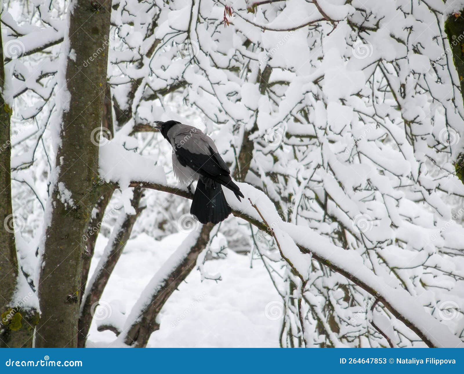 Crow on Snow Covered Branches Stock Image - Image of corvus, wild ...