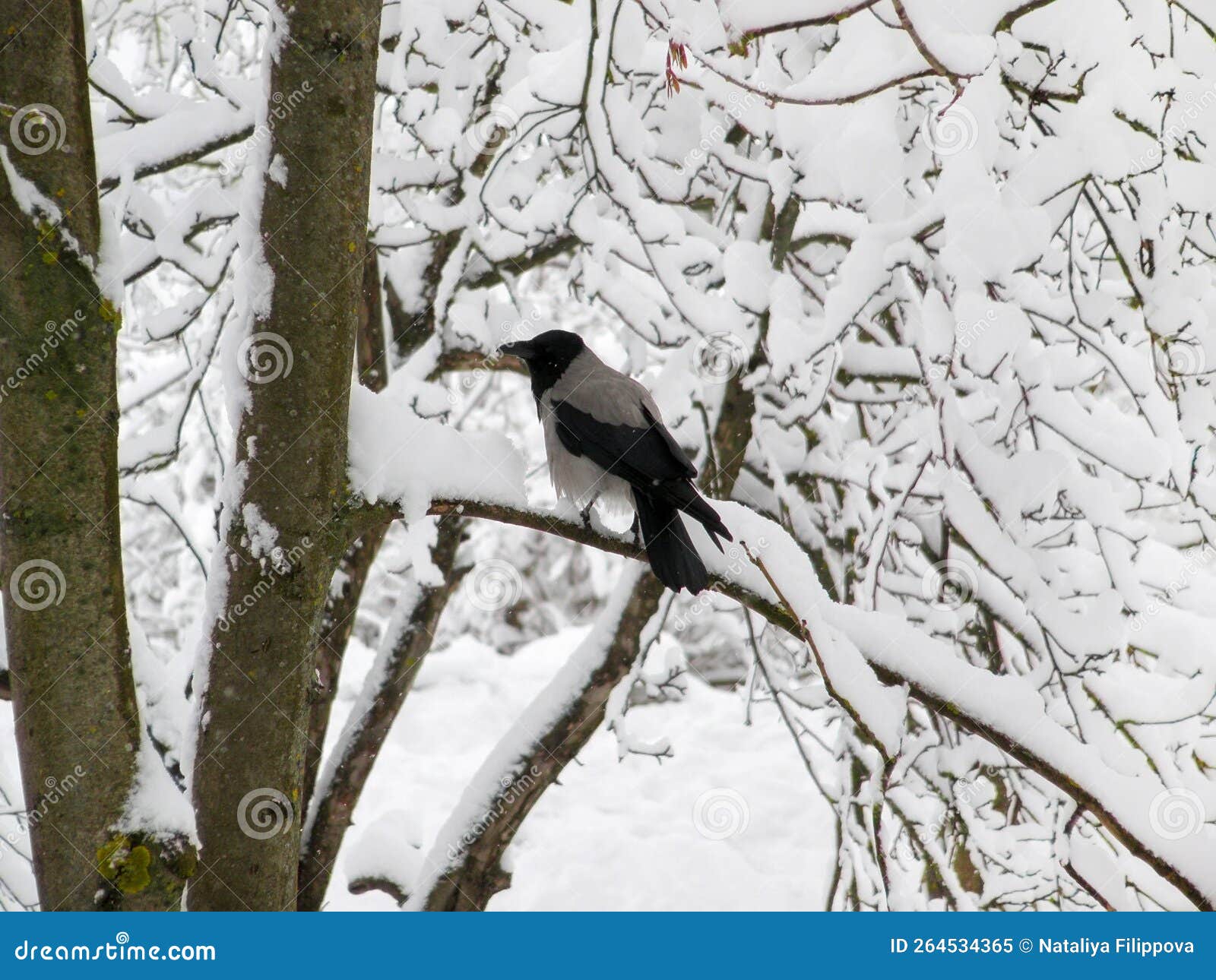 Crow on Snow Covered Branches Stock Image - Image of ornithology ...