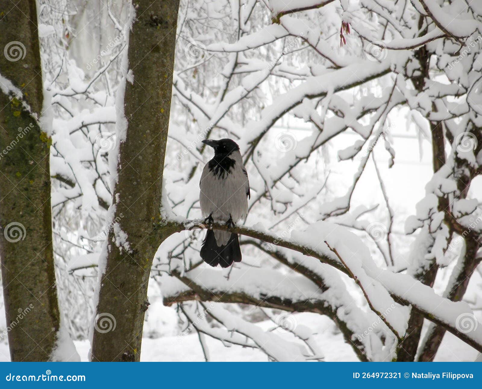 Crow on Snow Covered Branches Stock Image - Image of corvus, grey ...