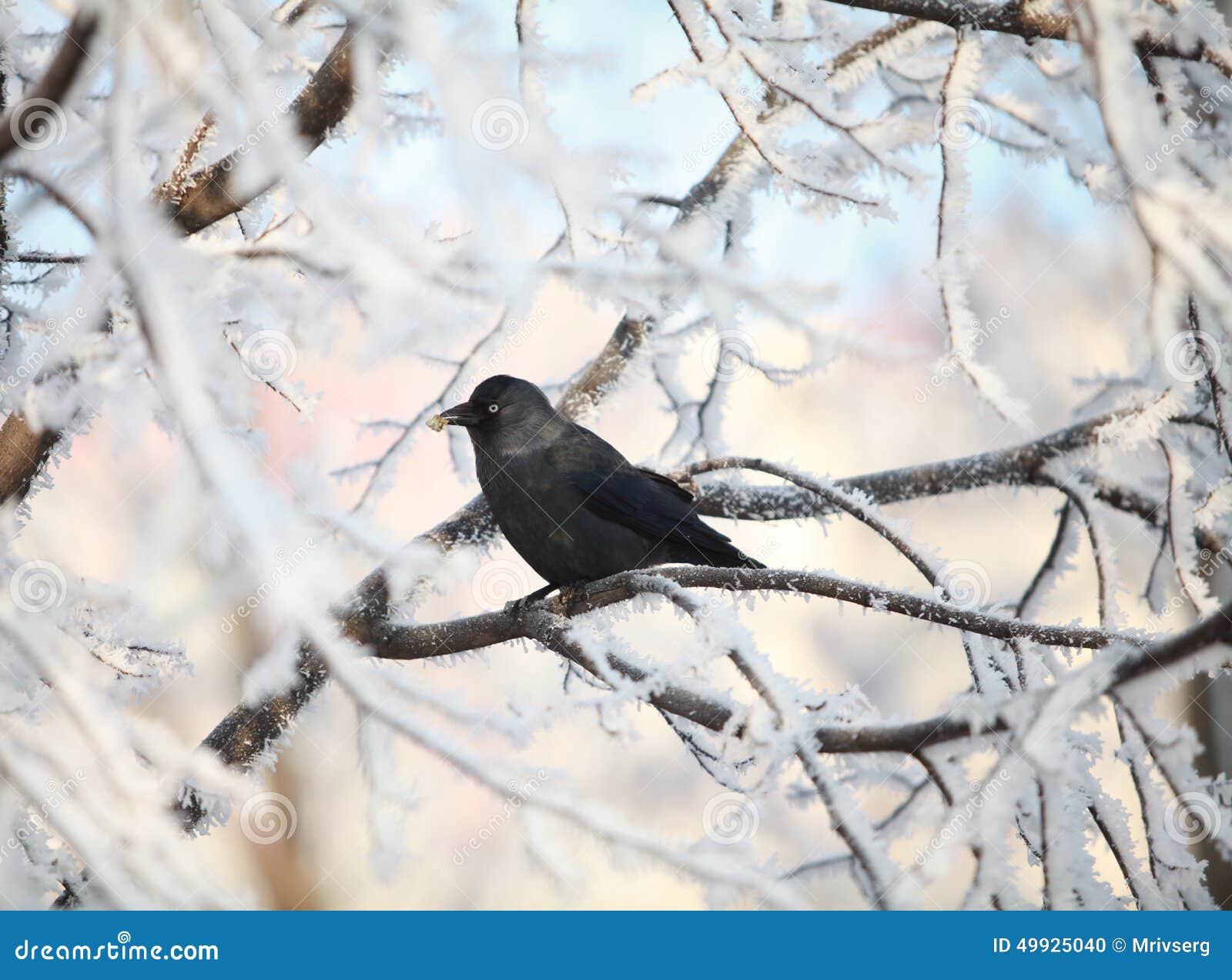 Crow on snow-covered tree stock photo. Image of raven - 49925040