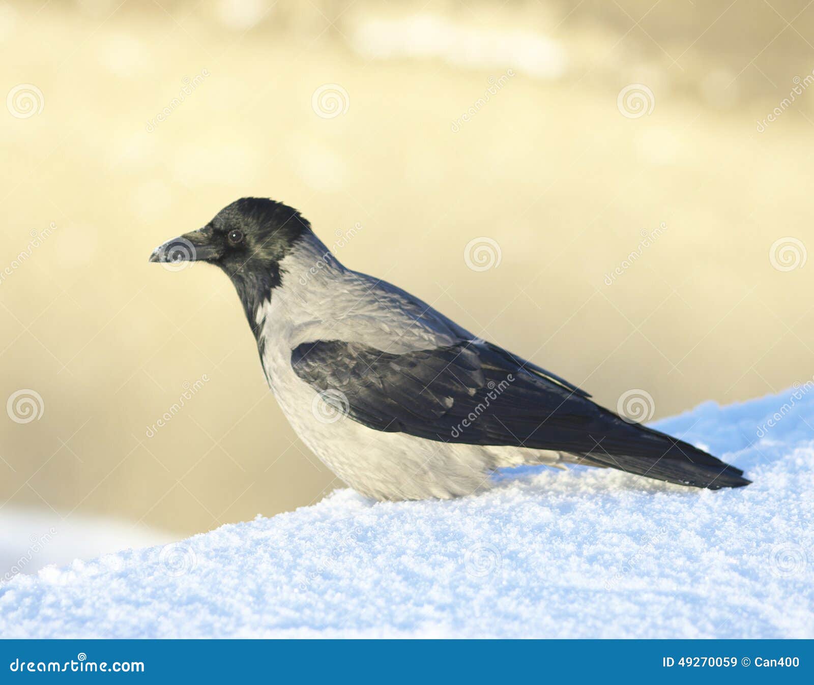 Crow in the snow stock image. Image of landing, animalia - 49270059