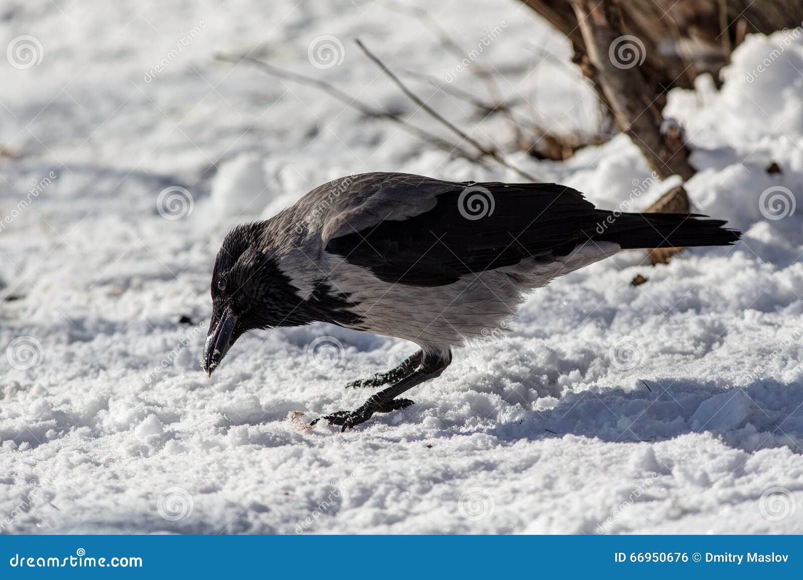 Crow on snow stock photo. Image of animals, nature, wild - 66950676