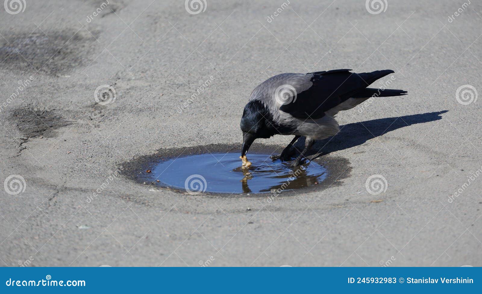 Crow Soaks a Piece of Food in a Puddle on the Asphalt Stock Image ...