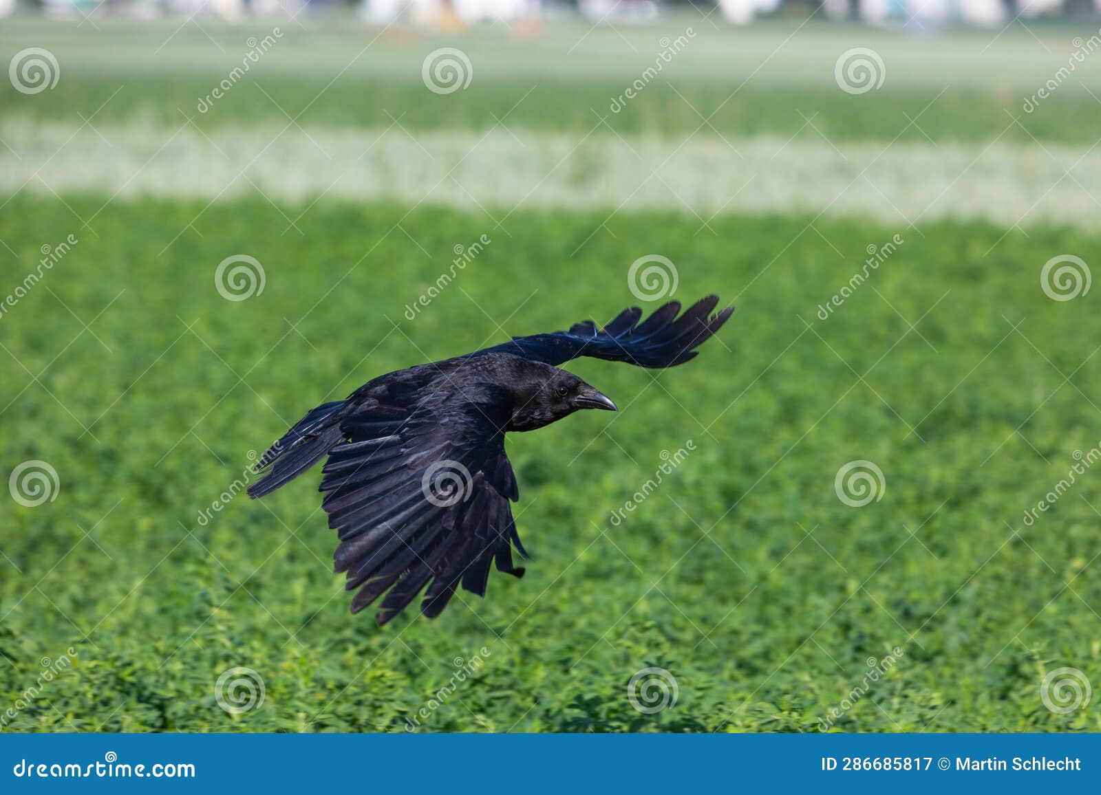 Crow Soaring Over a Green Field Stock Image - Image of field, wings ...