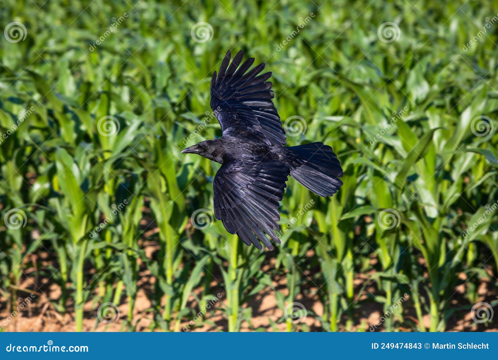 Crow Soars Above Corn Field Stock Image - Image of soaring, bird: 249474843