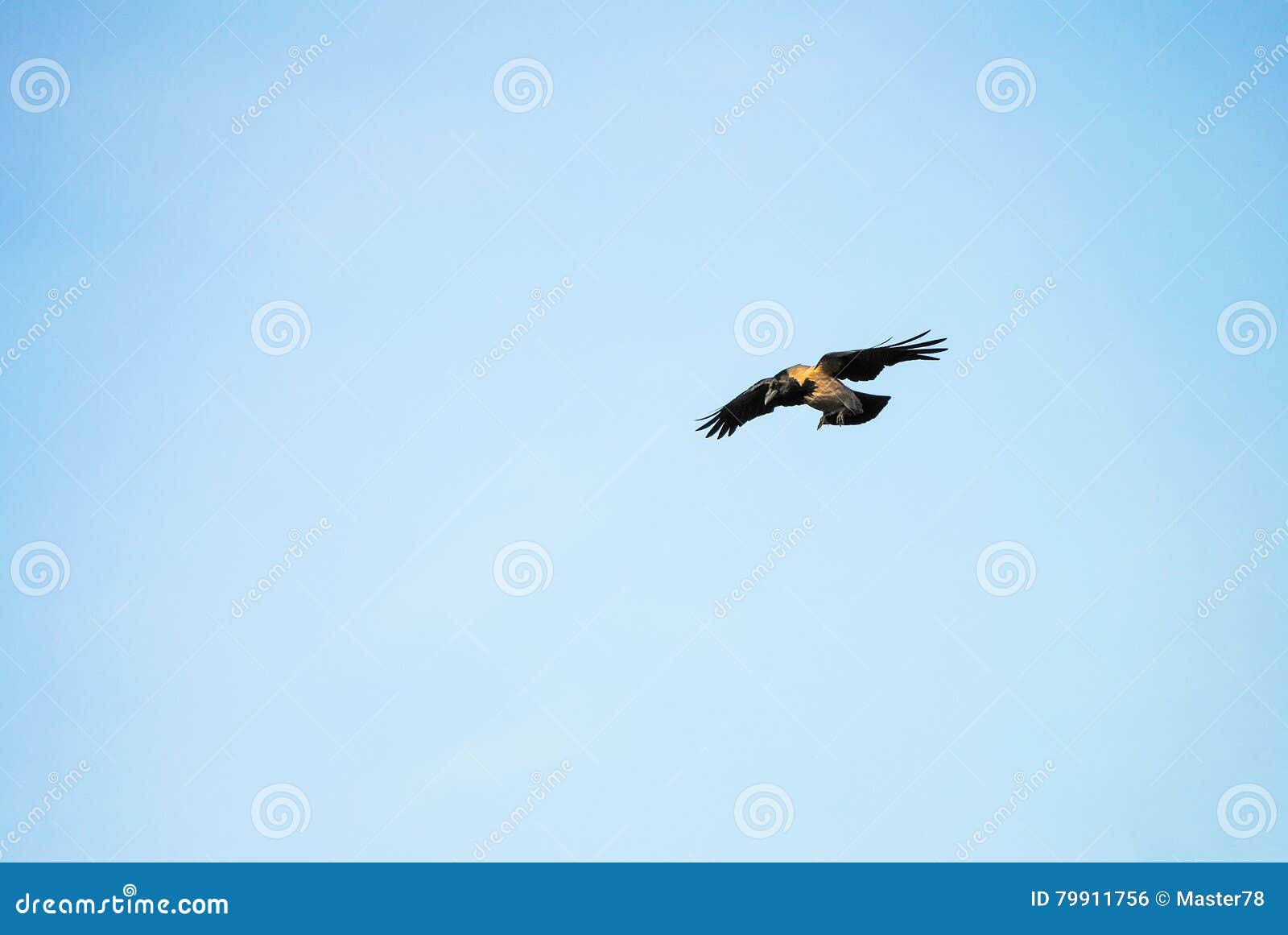 Crow soars into the sky stock photo. Image of landing - 79911756