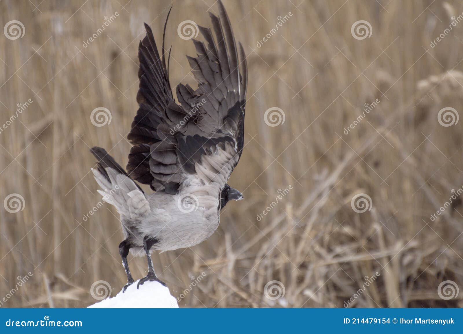 The Crow Spread Its Wings. the Bird Takes Off Stock Photo - Image of ...
