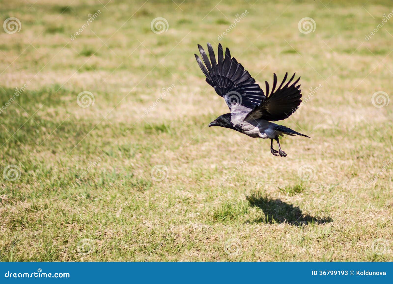 Crow with Spread Wings Flying Over a Grassy Field Stock Image - Image ...