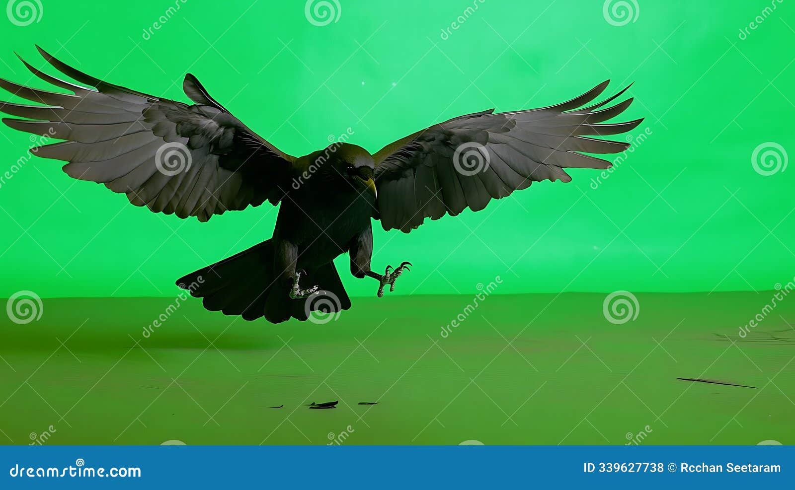 A Crow Spreading Its Wings with a Green Screen Background, Providing a ...