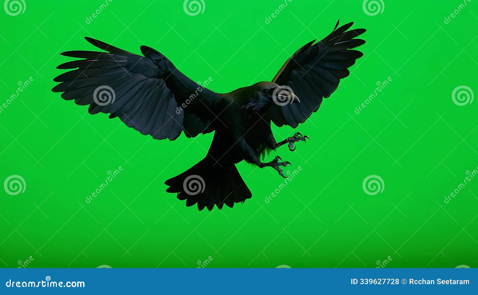 A Crow Spreading Its Wings with a Green Screen Background, Providing a ...