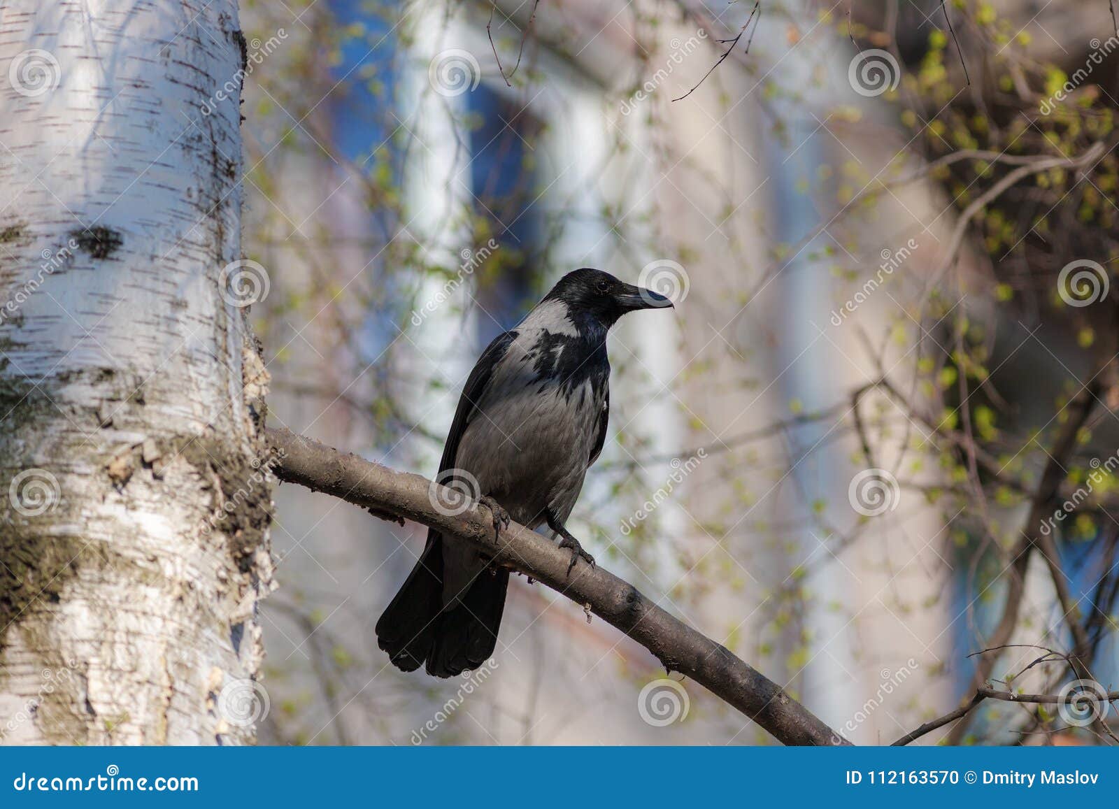 Crow on the spring birch stock photo. Image of wildlife - 112163570