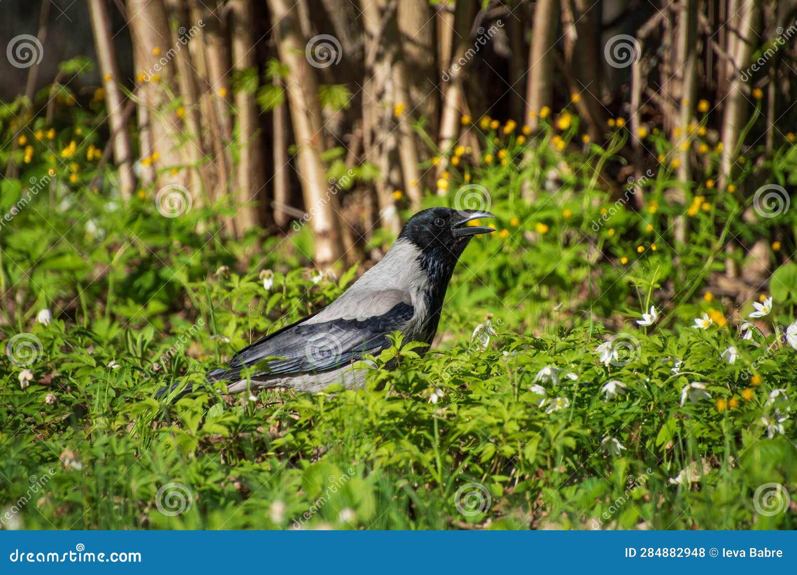 A Crow in a Spring Flower Meadow. Open Beak Stock Photo - Image of ...
