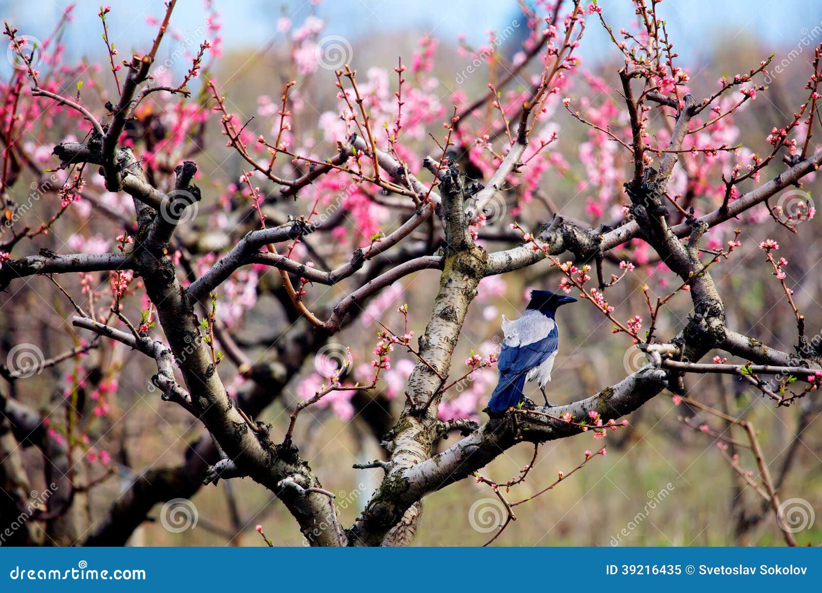 Crow in spring garden stock image. Image of spring, jackdaw - 39216435