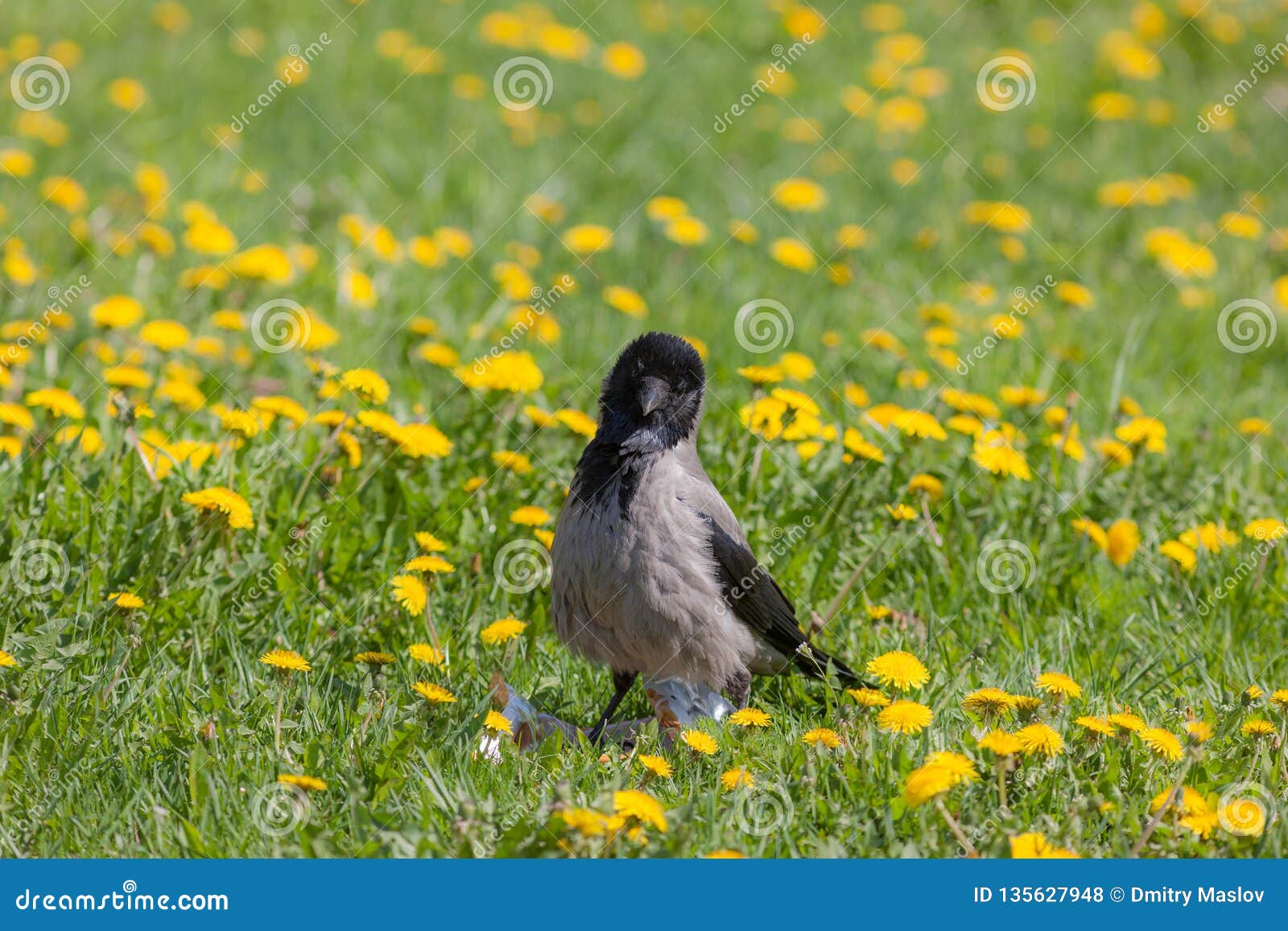 Crow in the spring meadow stock photo. Image of animals - 135627948