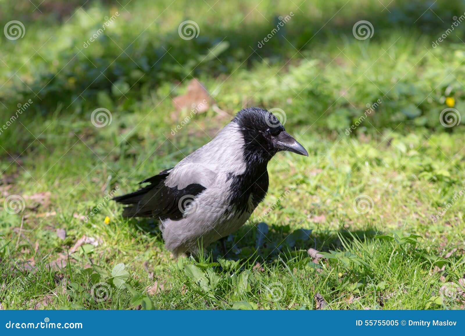Crow in spring stock image. Image of feather, season - 55755005