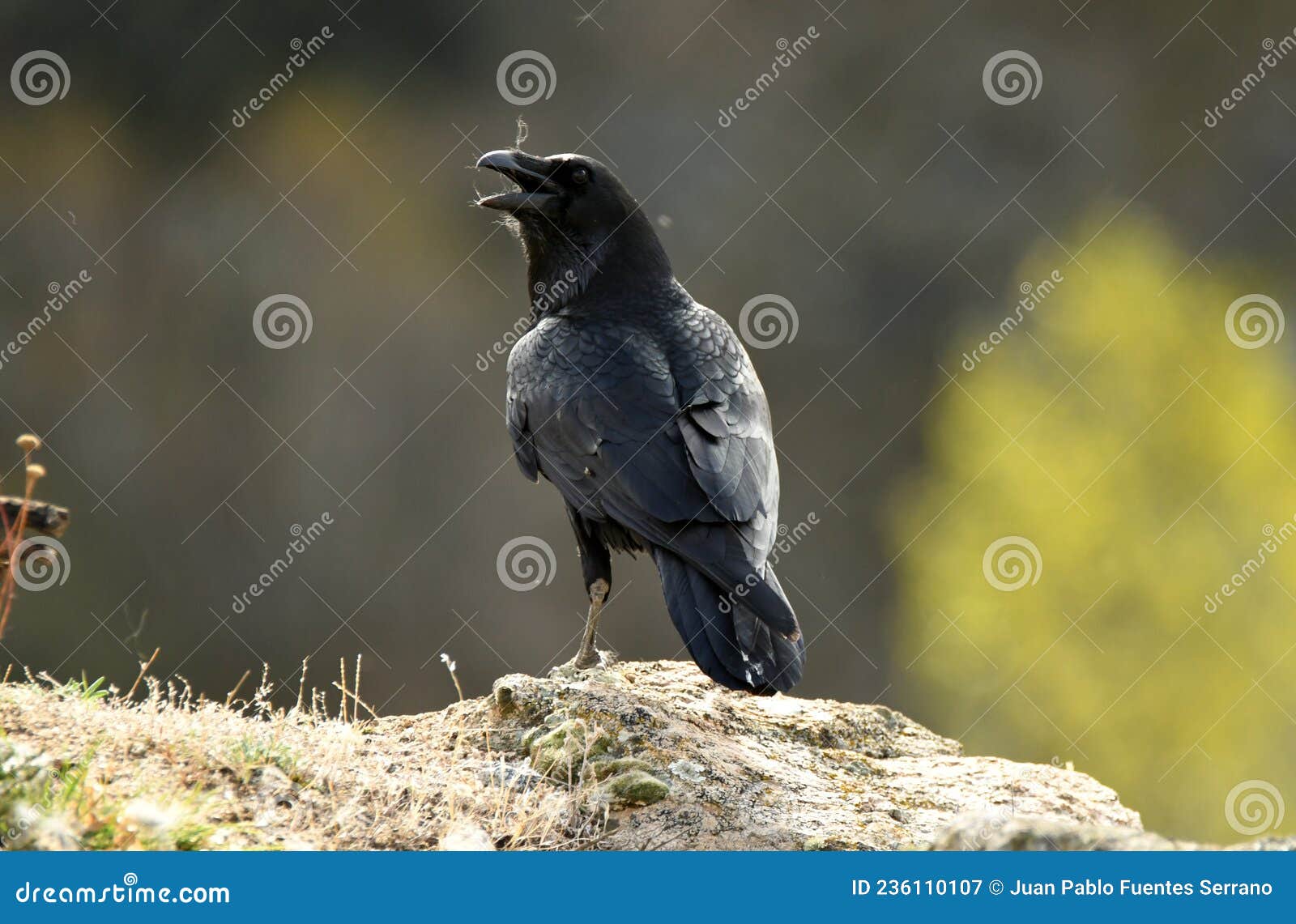 Crow in Spring Sings on the Rock Stock Image - Image of rapaces ...