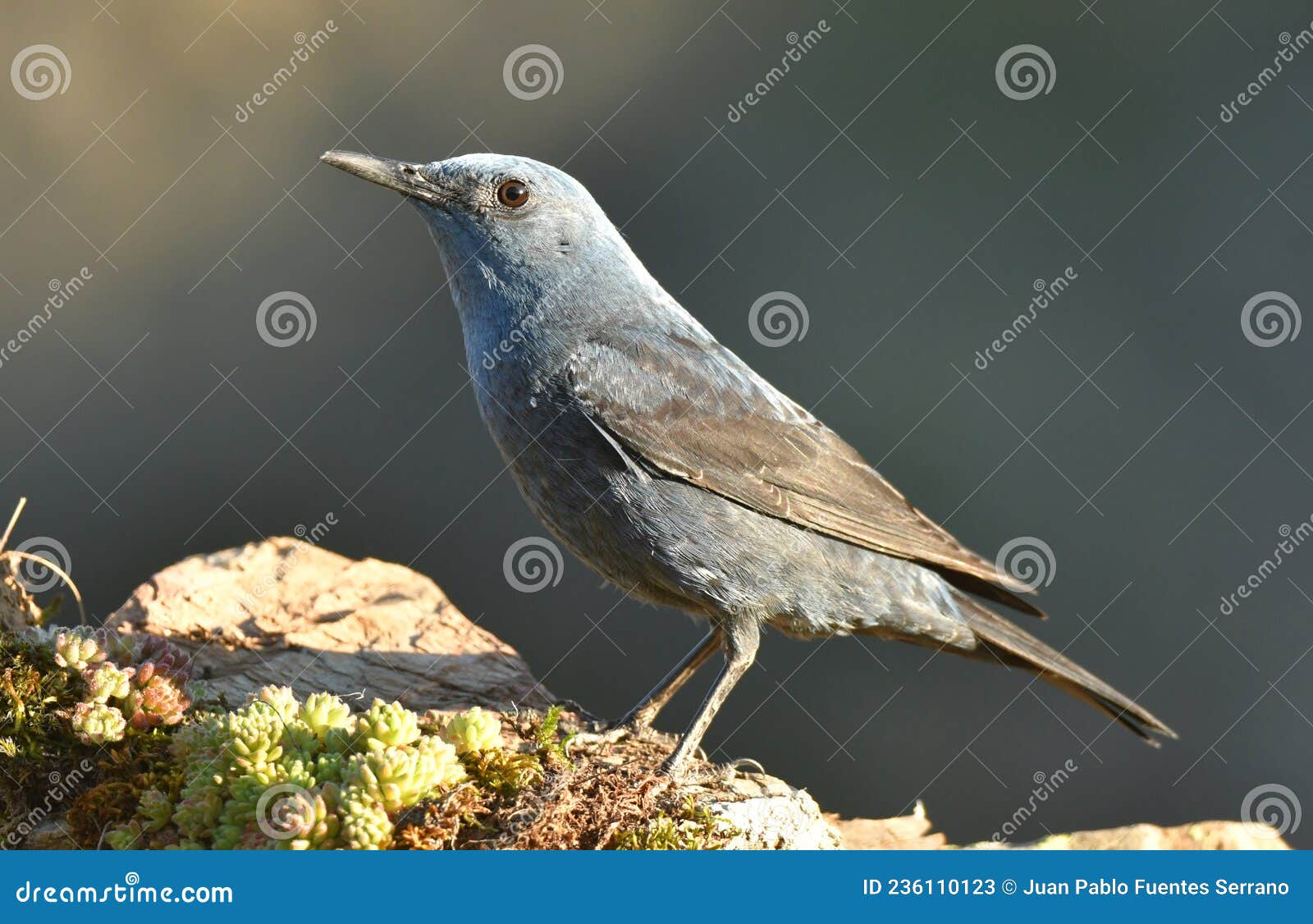 Crow in Spring Sings on the Rock Stock Image - Image of poses, rapaces ...