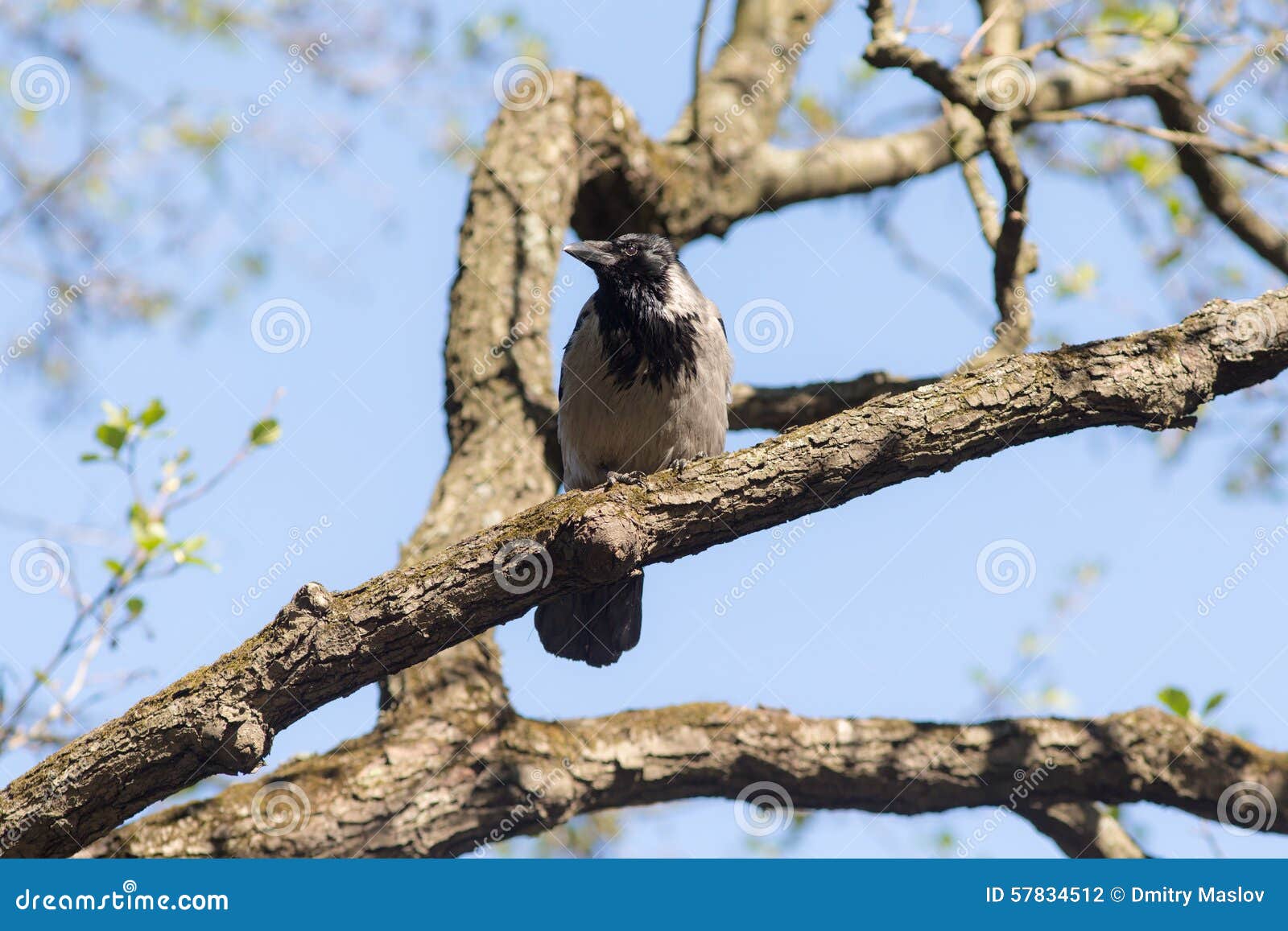 Crow in spring stock photo. Image of gray, sunlight, lush - 57834512