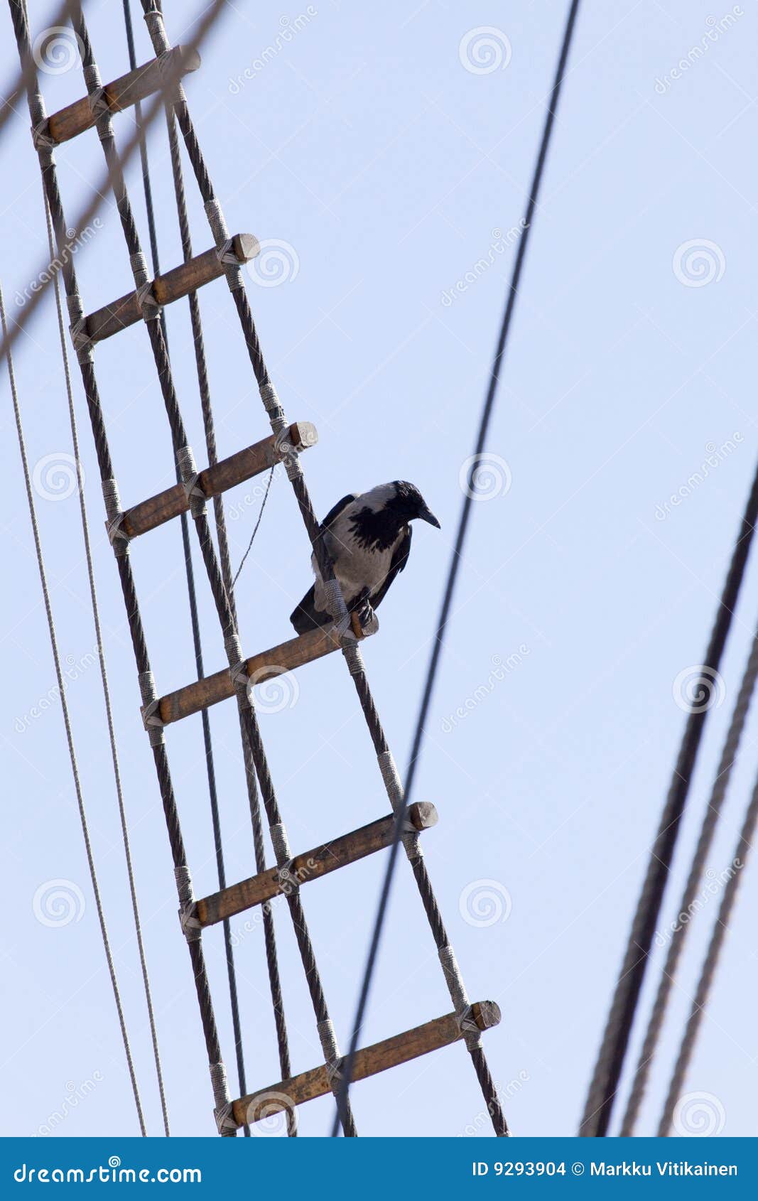 Crow Standin on Rope Ladder of an Old Sailing Ship Stock Photo - Image ...