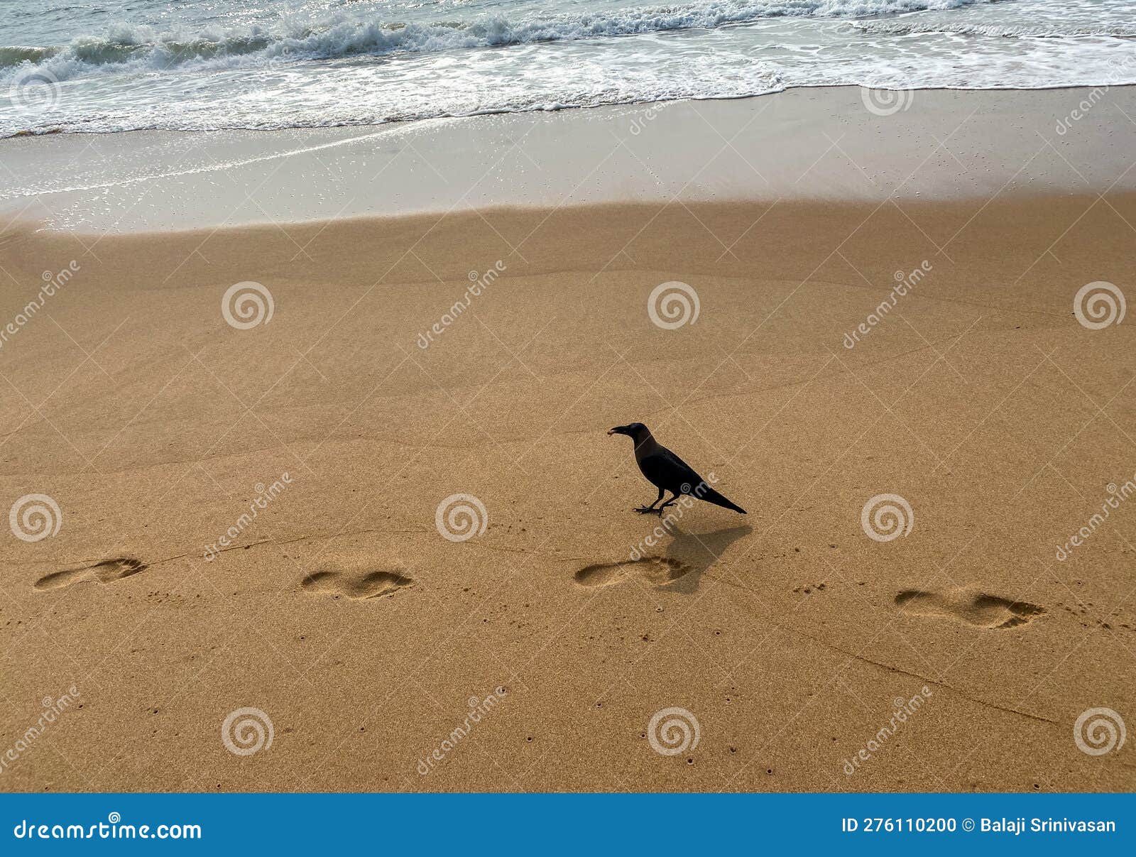 A Crow Standing on the Beach Stock Photo - Image of outdoor, sandy ...