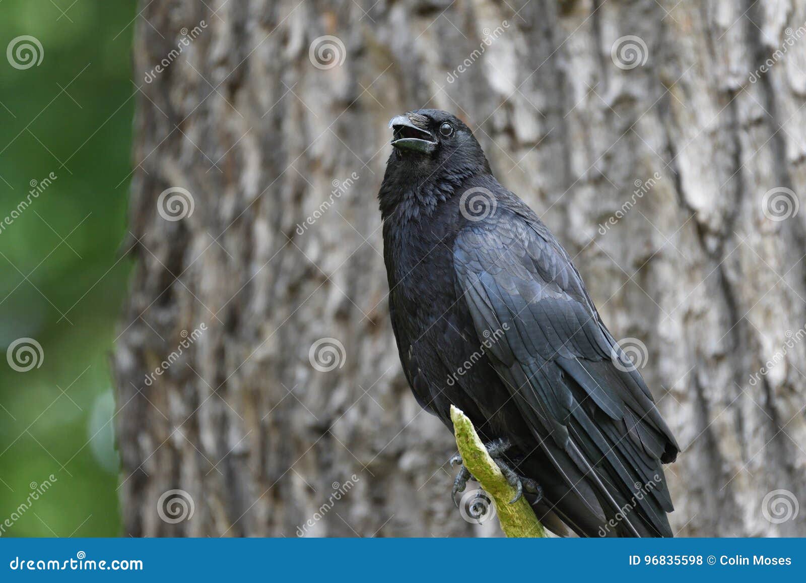 Crow Standing on a Branch of a Tree Stock Photo - Image of hunting ...