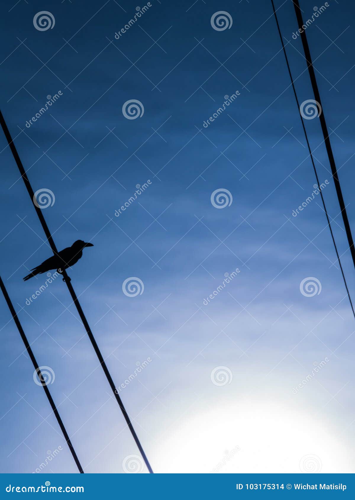 The Crow Standing Calm on the Power Core Stock Photo - Image of calm ...