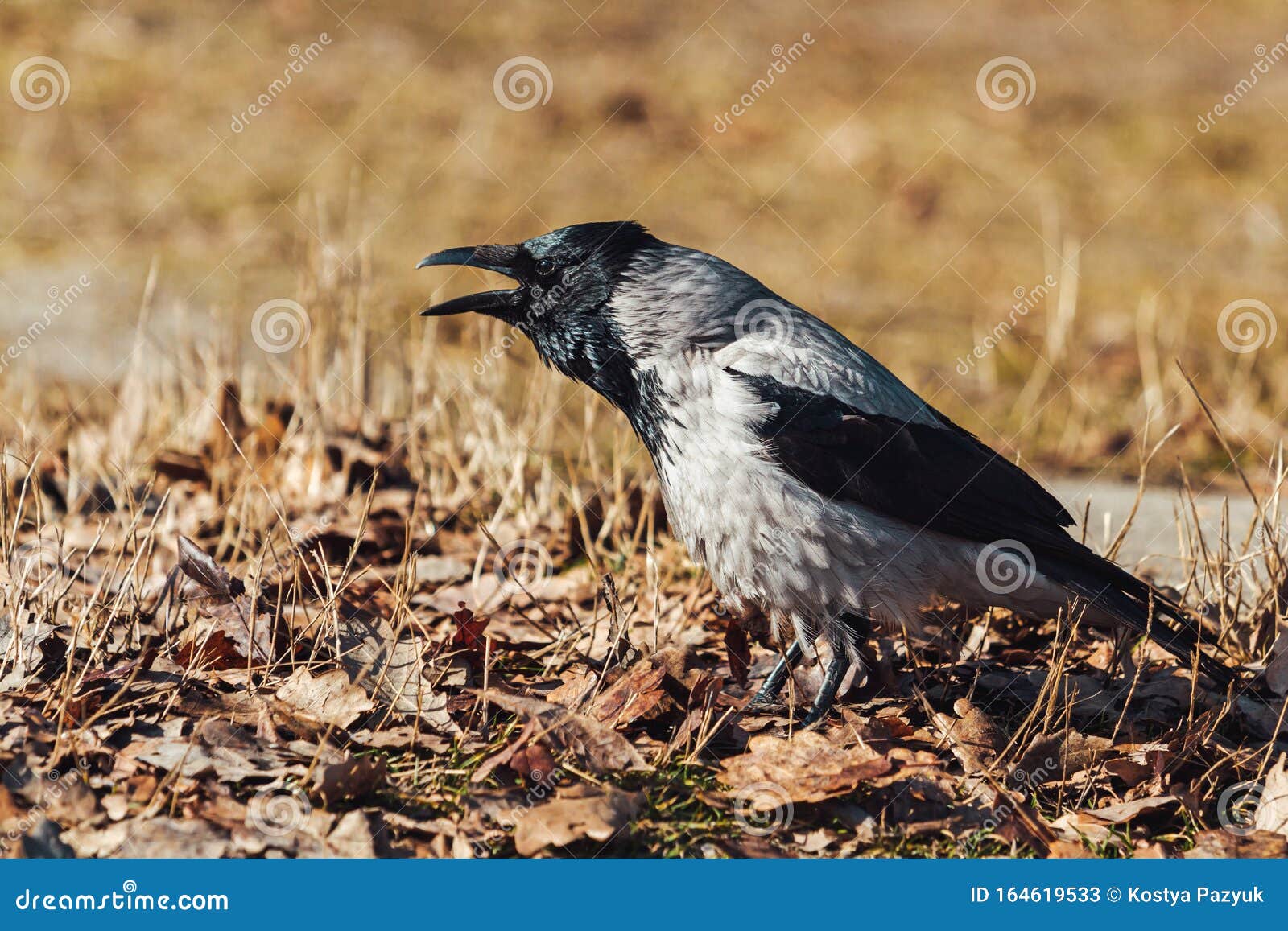 Crow Standing in Fallen Leaves Screaming Loudly Stock Image - Image of ...