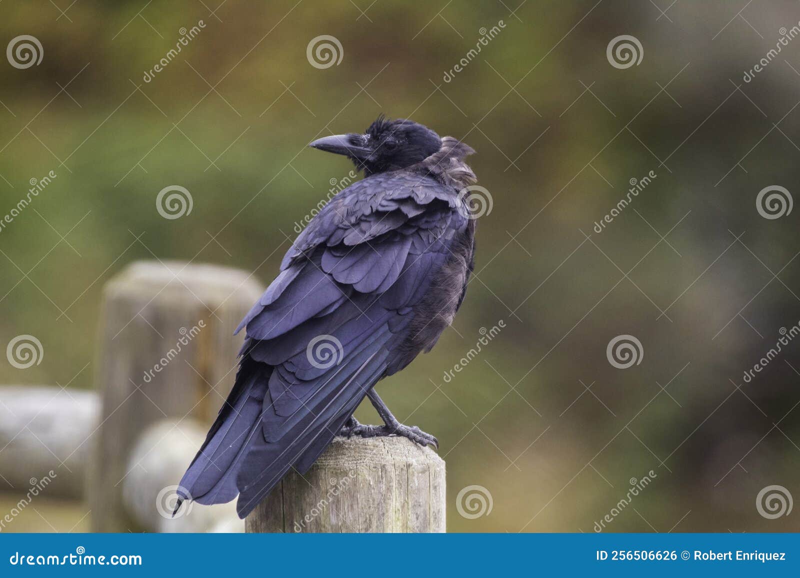 A crow standing on a fence stock photo. Image of looking - 256506626
