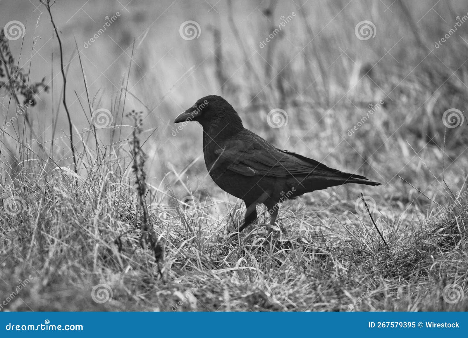 Crow standing on the grass stock image. Image of grass - 267579395