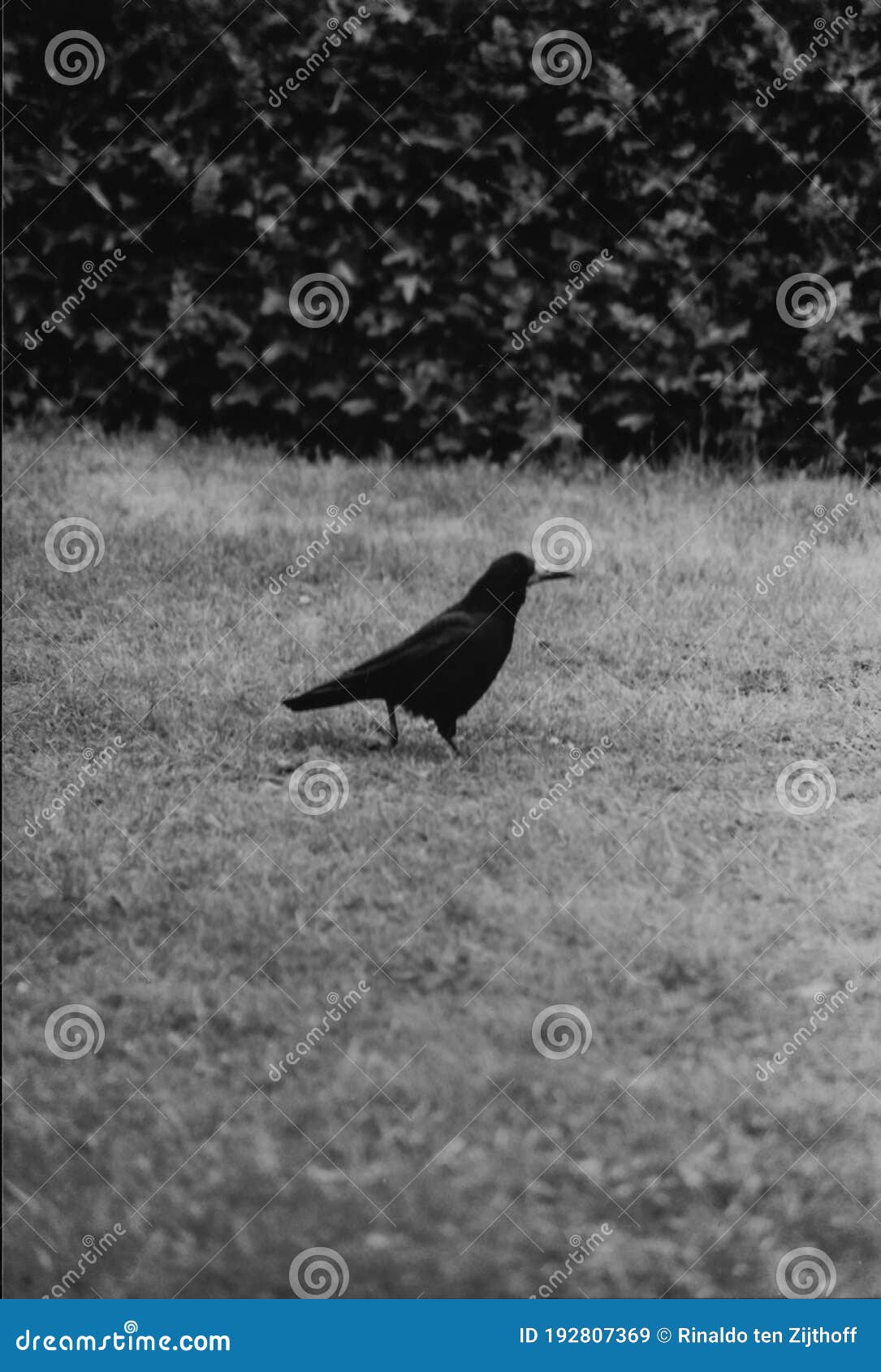 Crow Standing in a Grass Field Black and White Stock Image - Image of ...
