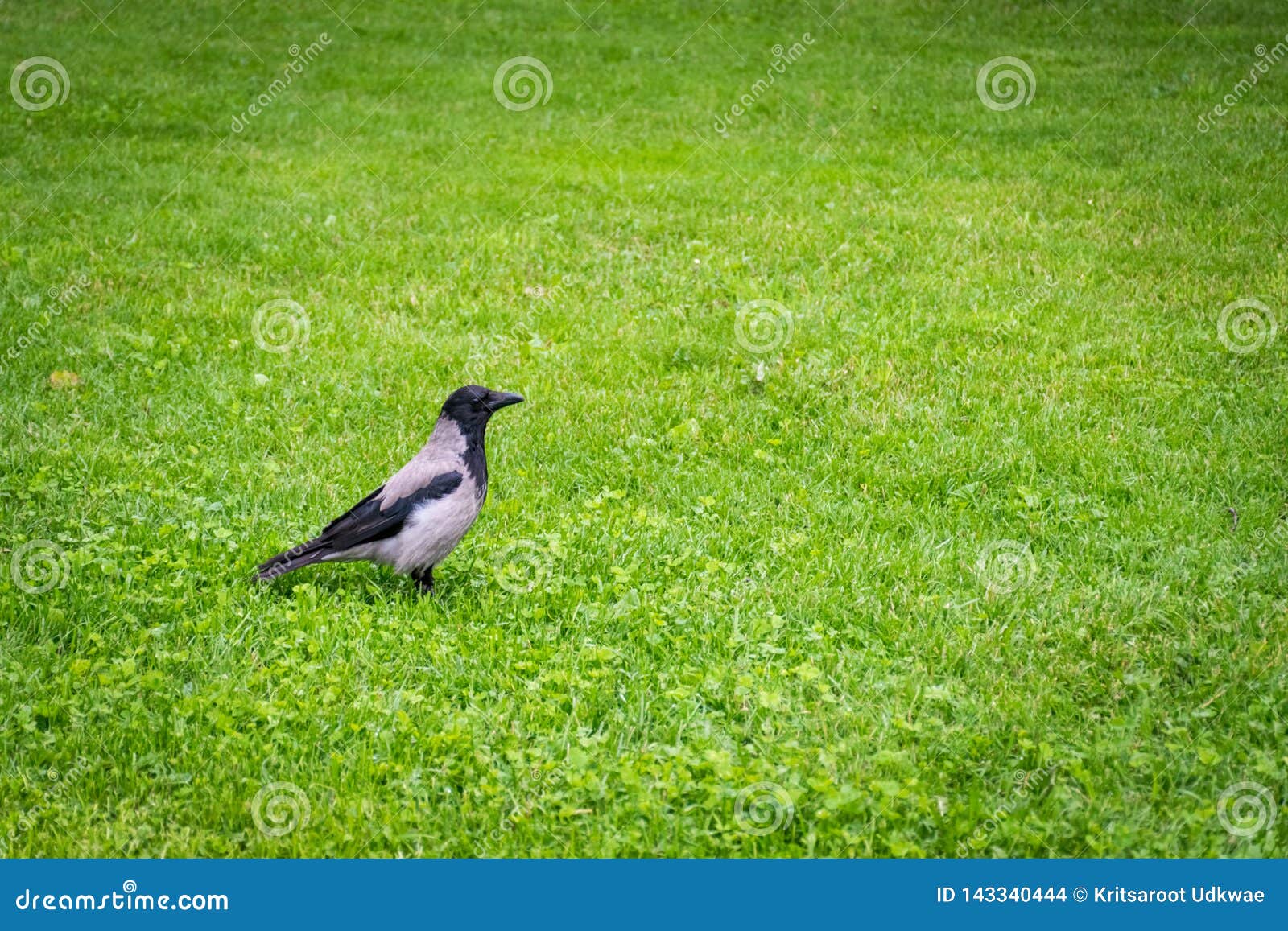 The Crow is Standing in the Grass Yard. Stock Photo - Image of garden ...