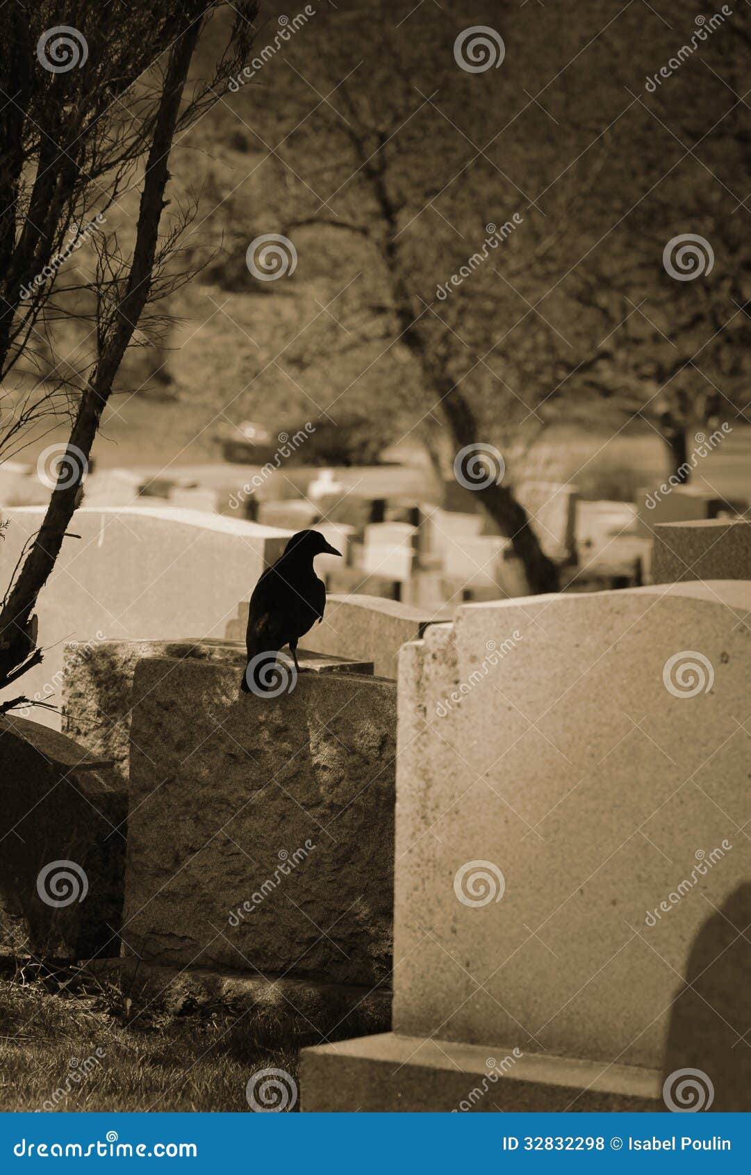Crow standing on grave stock photo. Image of design, ancient - 32832298