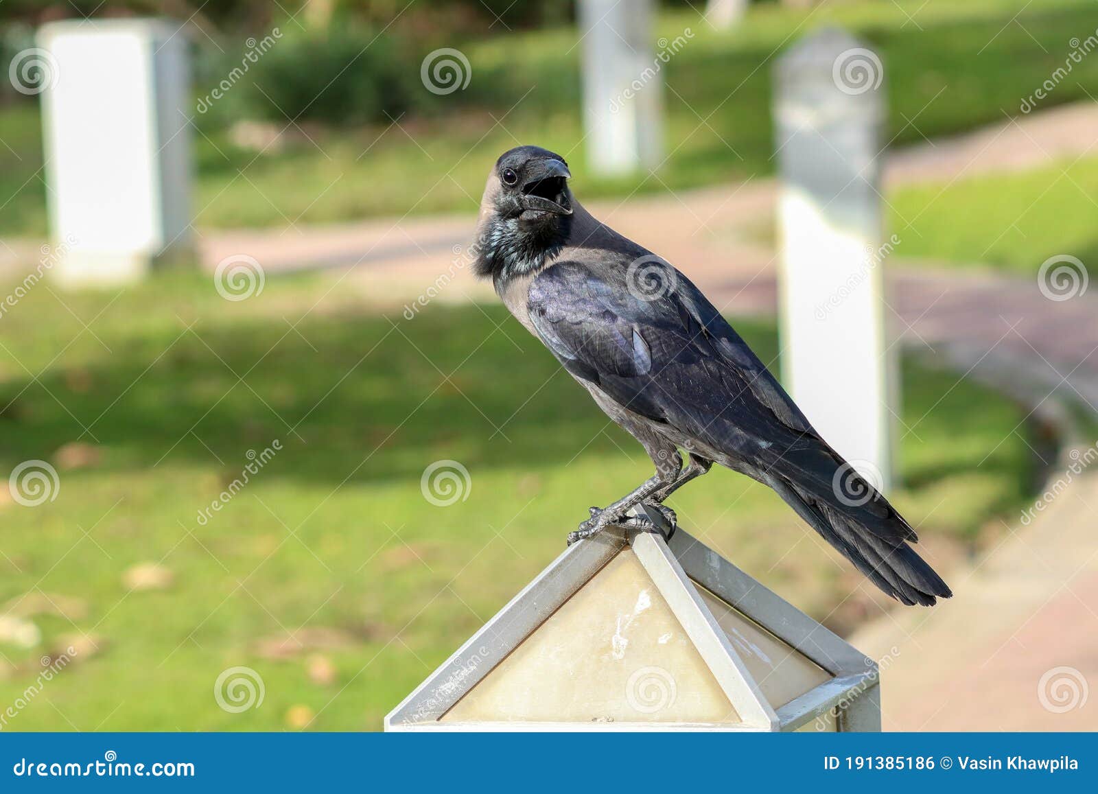 Crow Standing on the Light Pole Stock Photo - Image of branch, pole ...