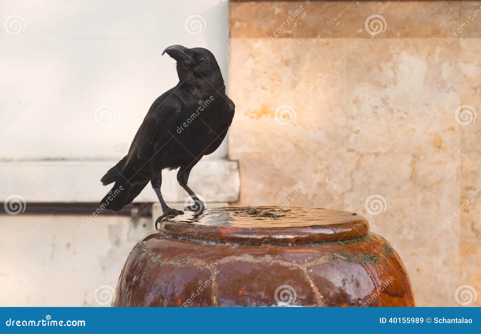 Crow standing stock image. Image of dark, looking, blue - 40155989
