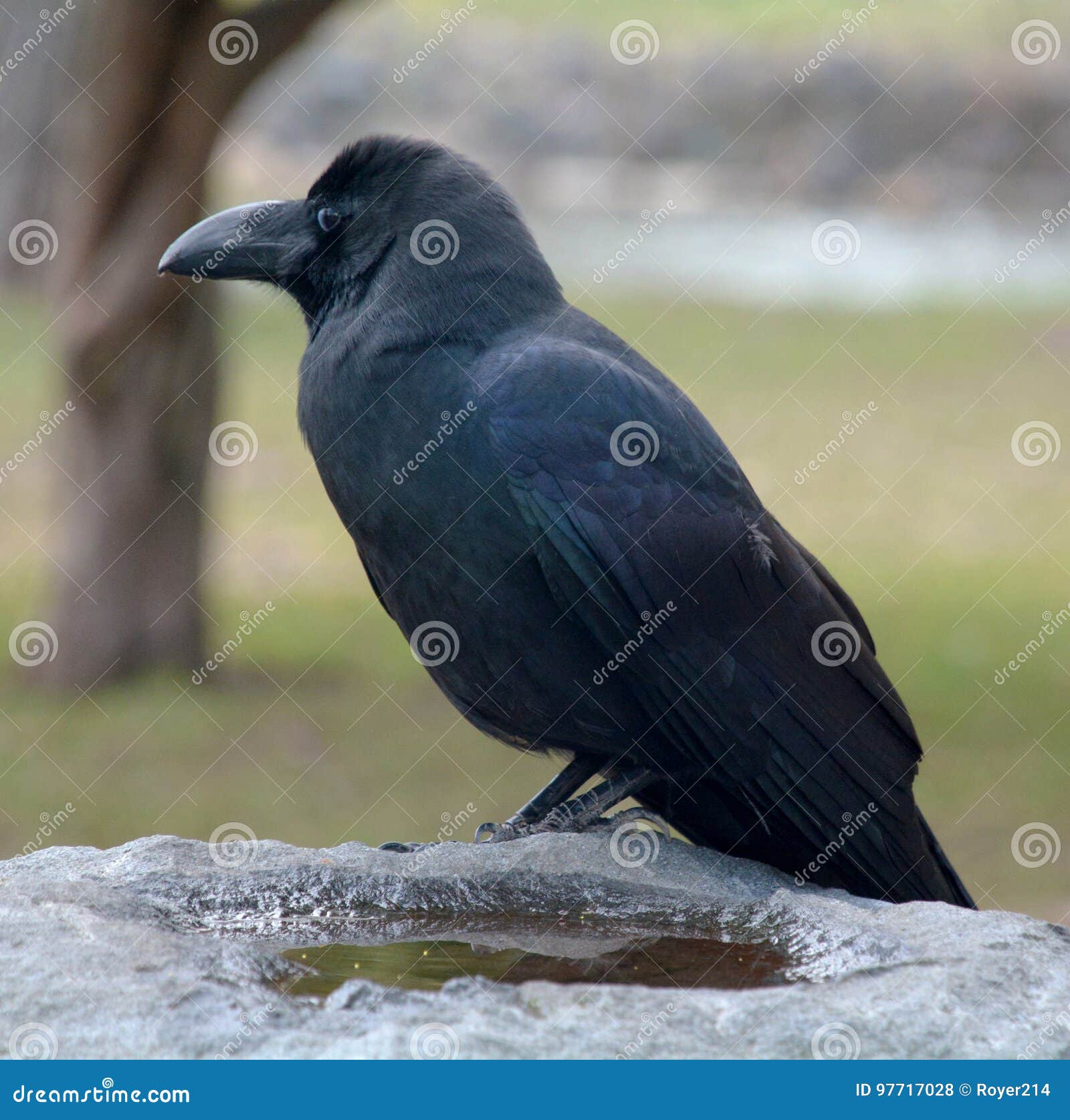 Crow stock photo. Image of animal, fantasy, symbol, wildlife - 97717028