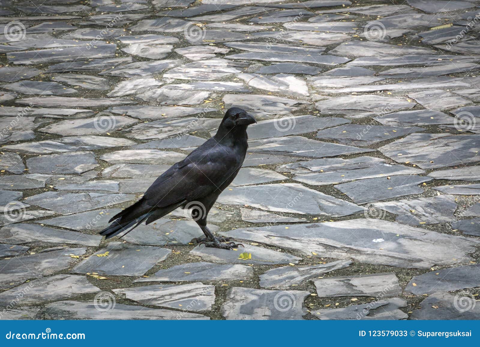 A Crow Standing on the Stone Floor Stock Image - Image of crow, dark ...