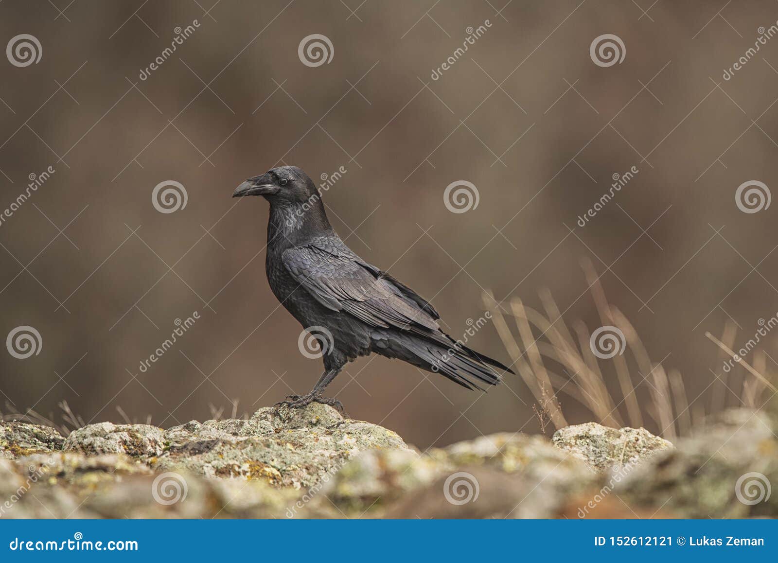 Crow Standing on Stone Ground Stock Image - Image of beak, black: 152612121