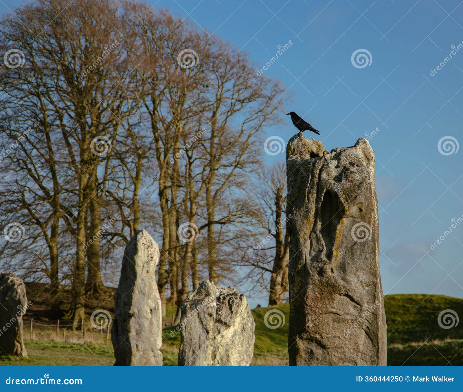 Crow Standing on Top of a Large Standing Stone . Stock Photo - Image of ...