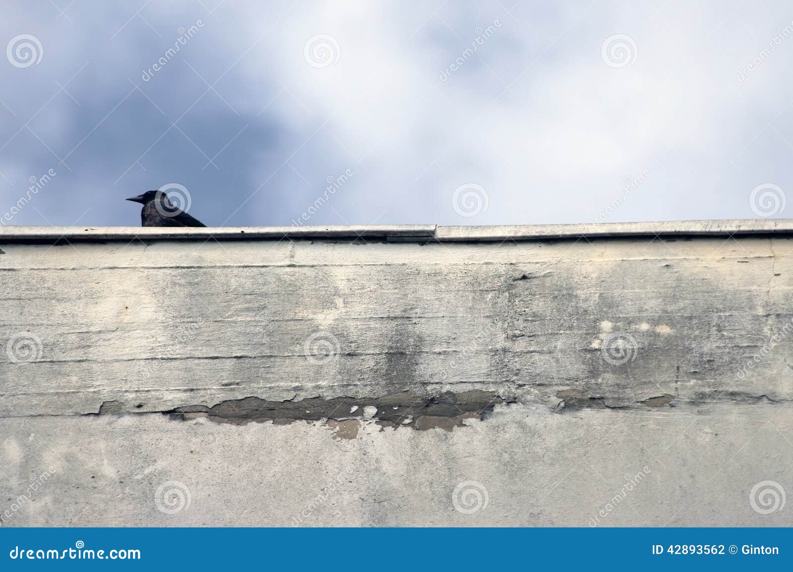 Crow standing on wall stock photo. Image of chipped, corvus - 42893562